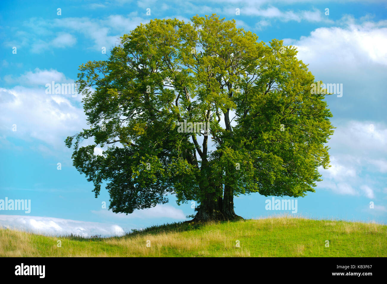 Big old beech as a single tree Stock Photo - Alamy