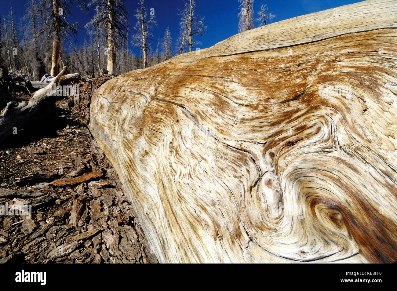 Mammoth mountain california dead tree hi-res stock photography and ...