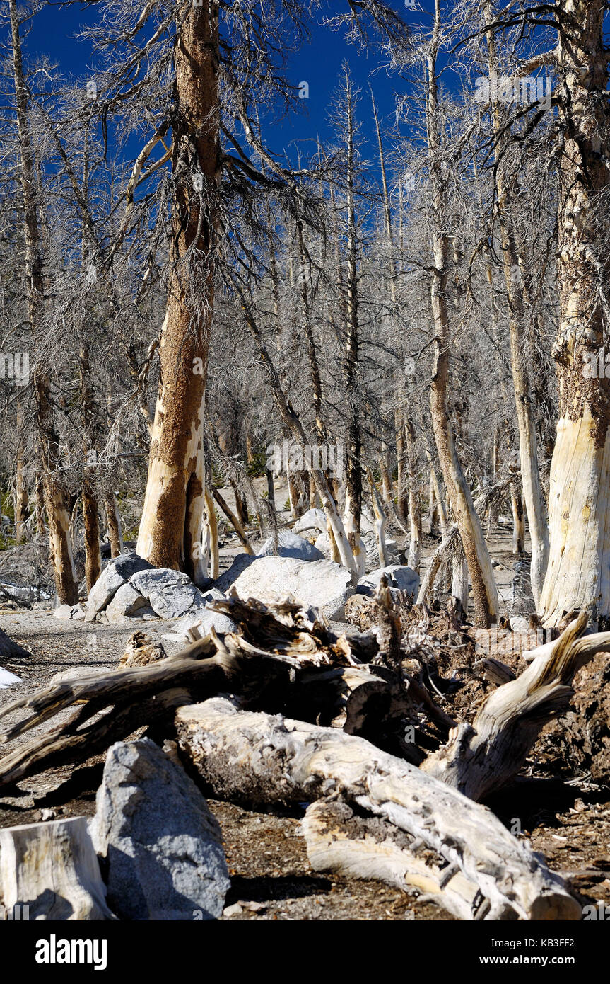 Dead trees in the Horseshoe lake, the USA Stock Photo - Alamy