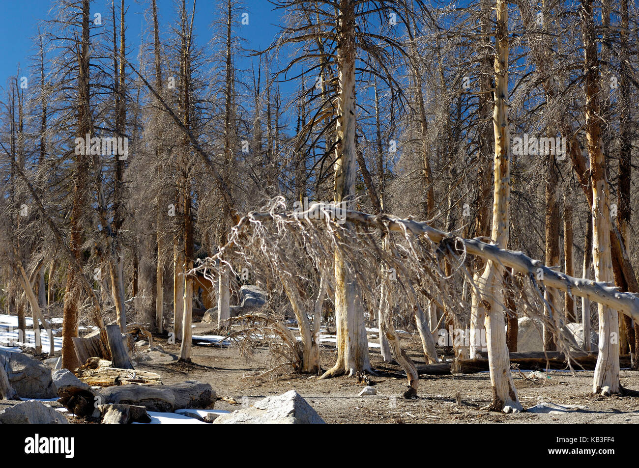 Dead trees in the Horseshoe lake, the USA Stock Photo - Alamy