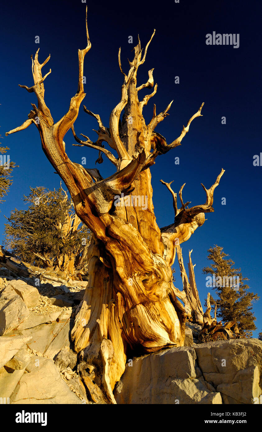 Bristlecone Pines in the White Mountains, the USA Stock Photo - Alamy