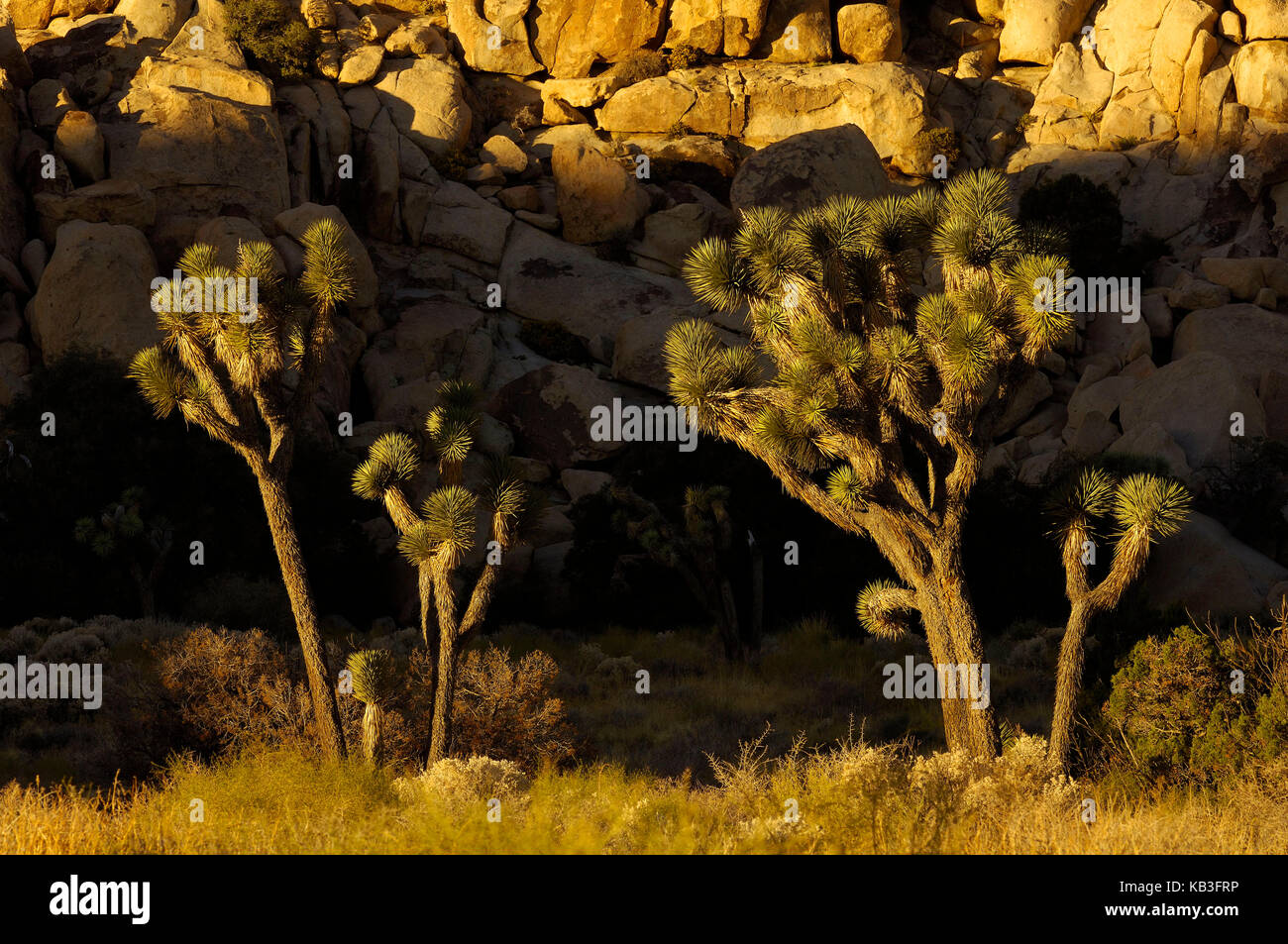 Yoshua tree nationalpark hi-res stock photography and images - Alamy