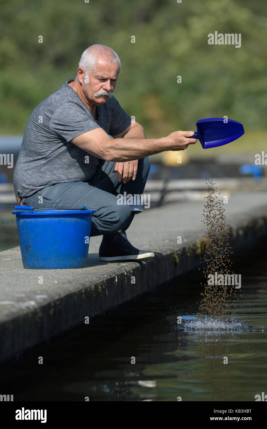 fisherman feeding fishes Stock Photo - Alamy