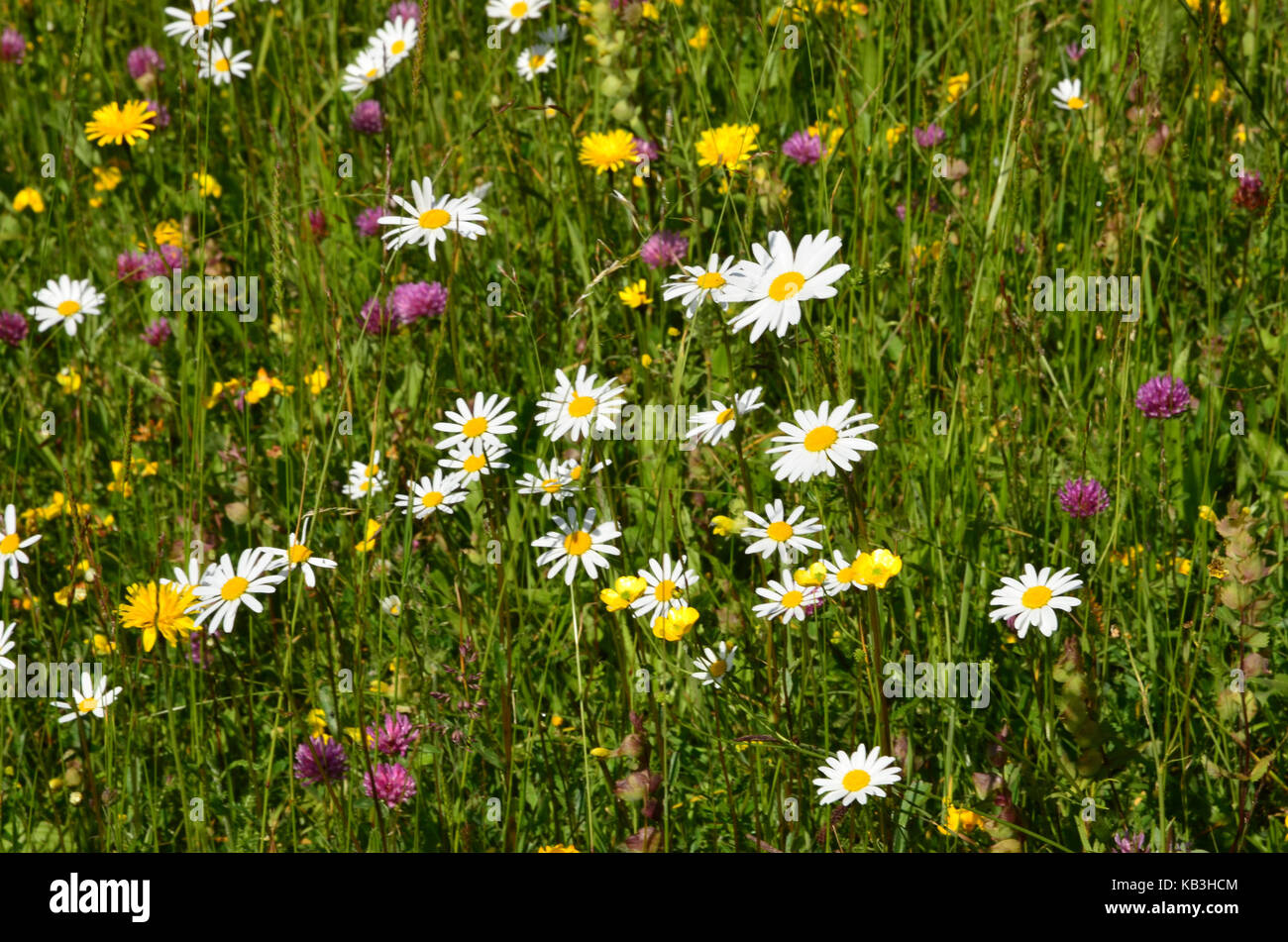 Germany, Bavaria, Loisachtal, flower meadow, Alpine flowers Stock Photo ...