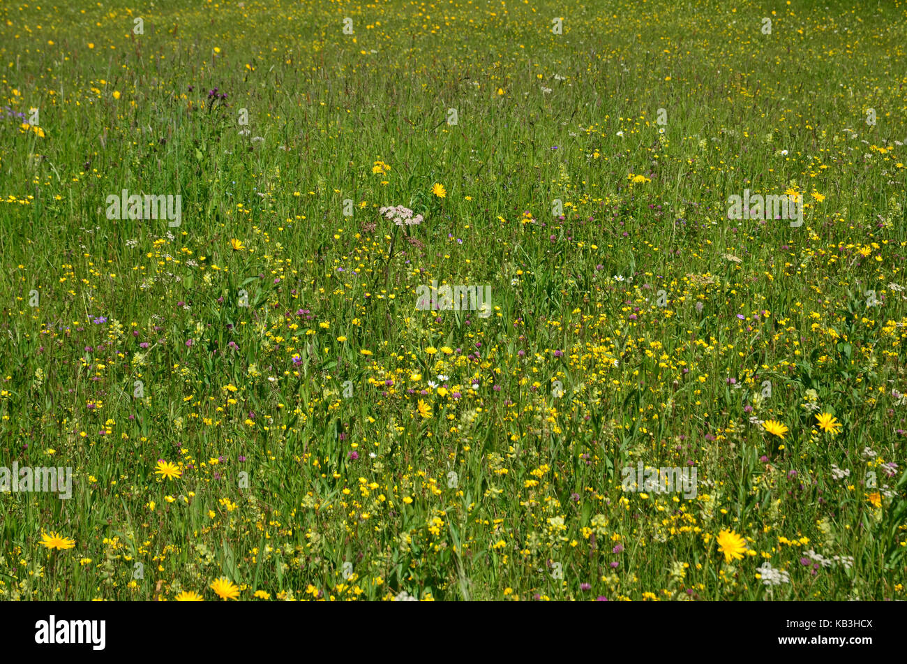 Germany, Bavaria, Loisachtal, flower meadow, Alpine flowers Stock Photo ...