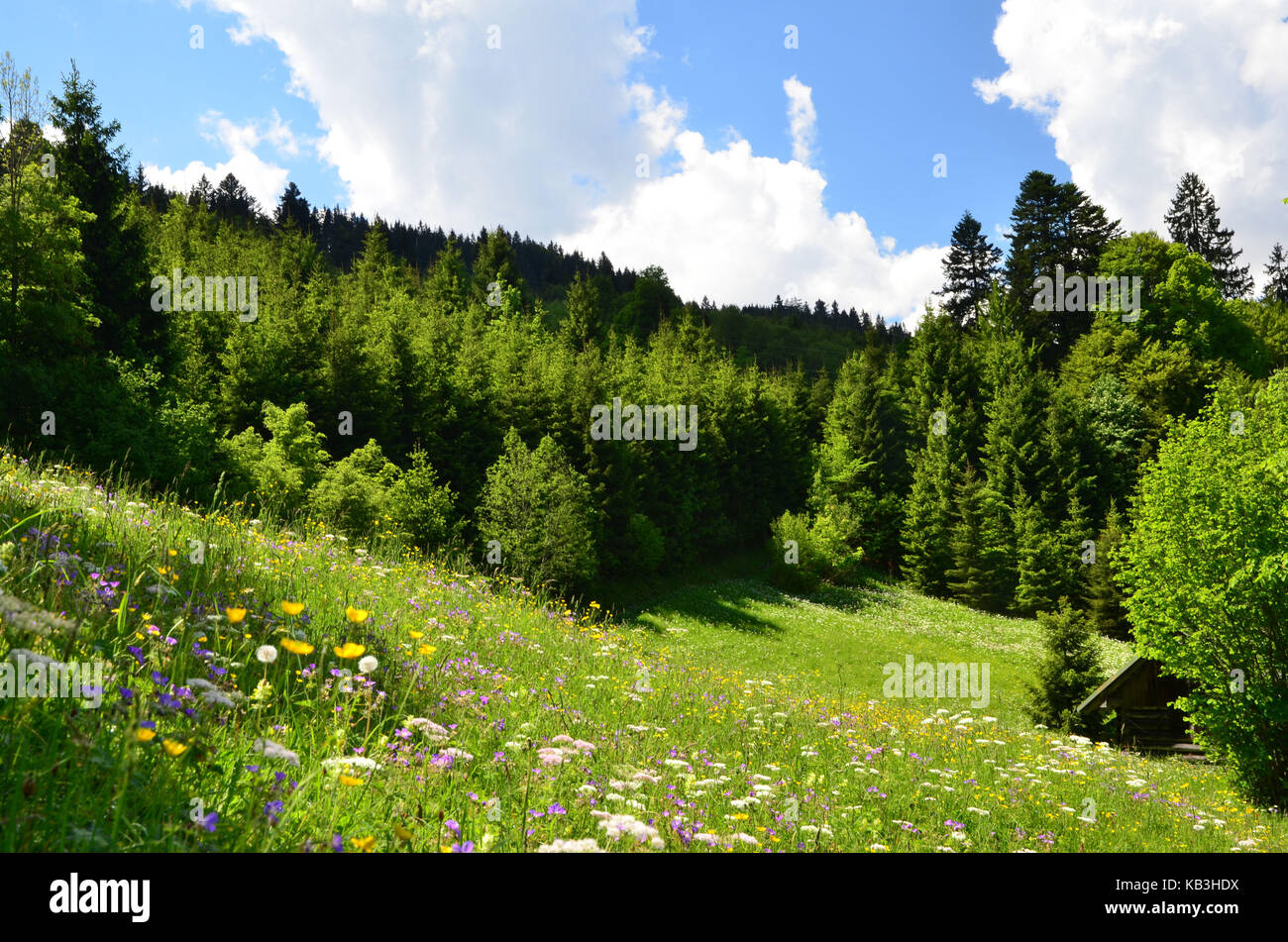 Germany, Bavaria, Loisachtal, Wamberg, mountain pasture Stock Photo - Alamy