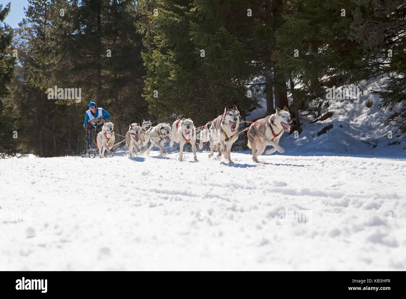 Slide dogs races hi-res stock photography and images - Alamy