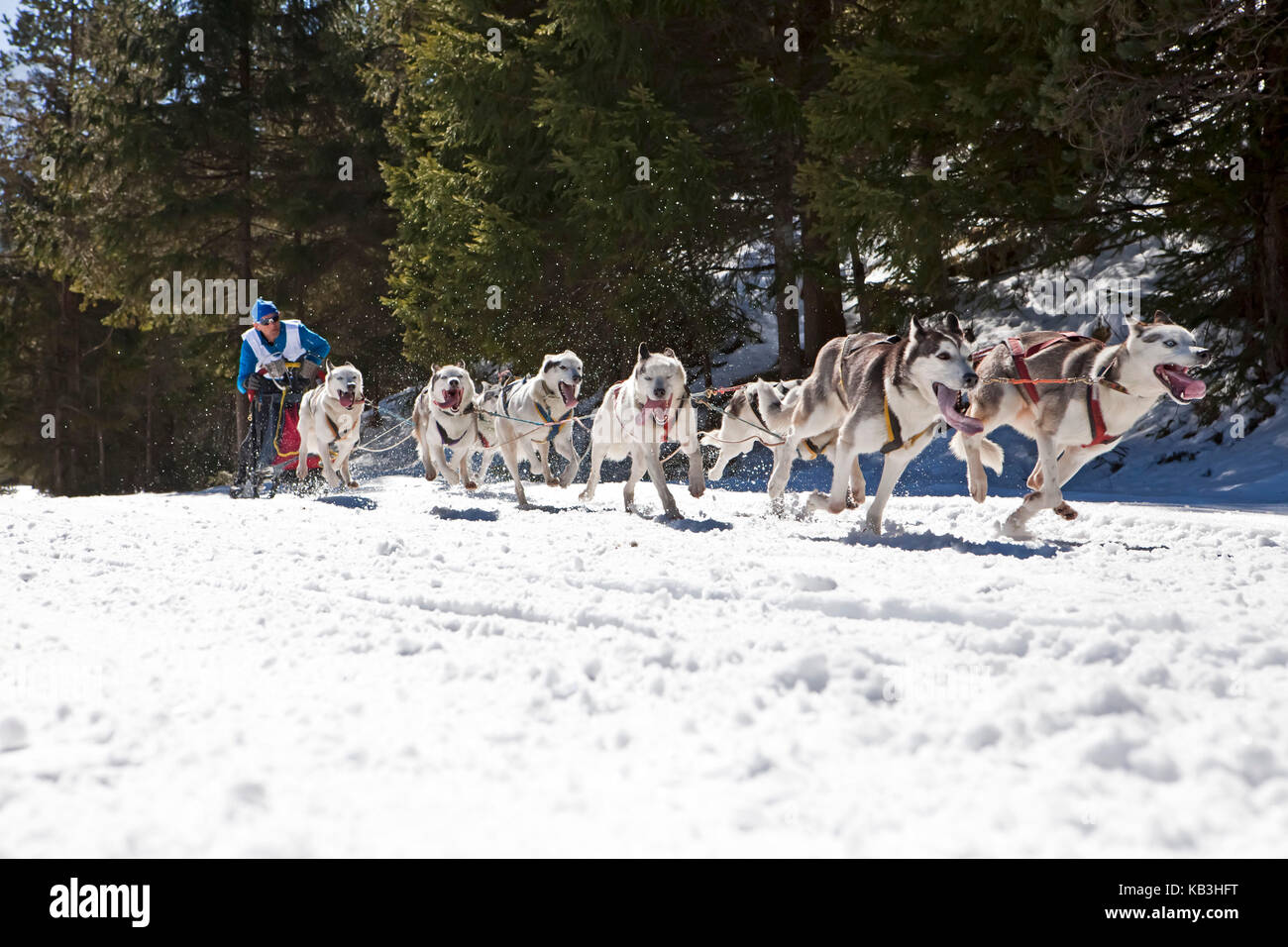 dog sledge, sledge dogs, run, wood, winter Stock Photo - Alamy