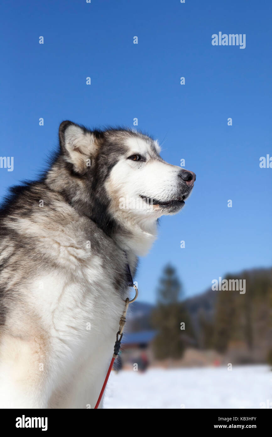 Side profile of dog hi-res stock photography and images - Alamy