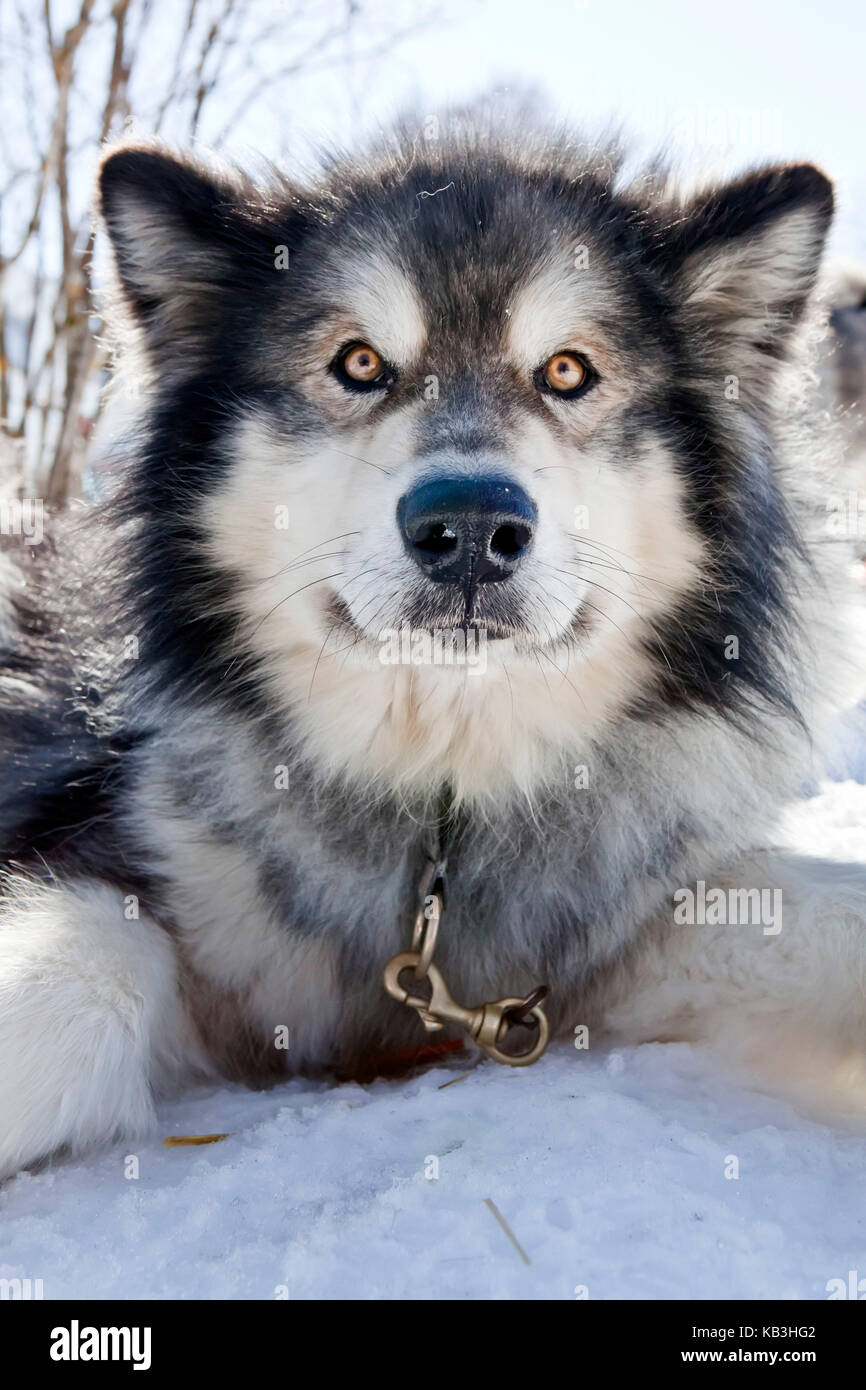 sledge dog, Alaskan Malamute, portrait Stock Photo - Alamy