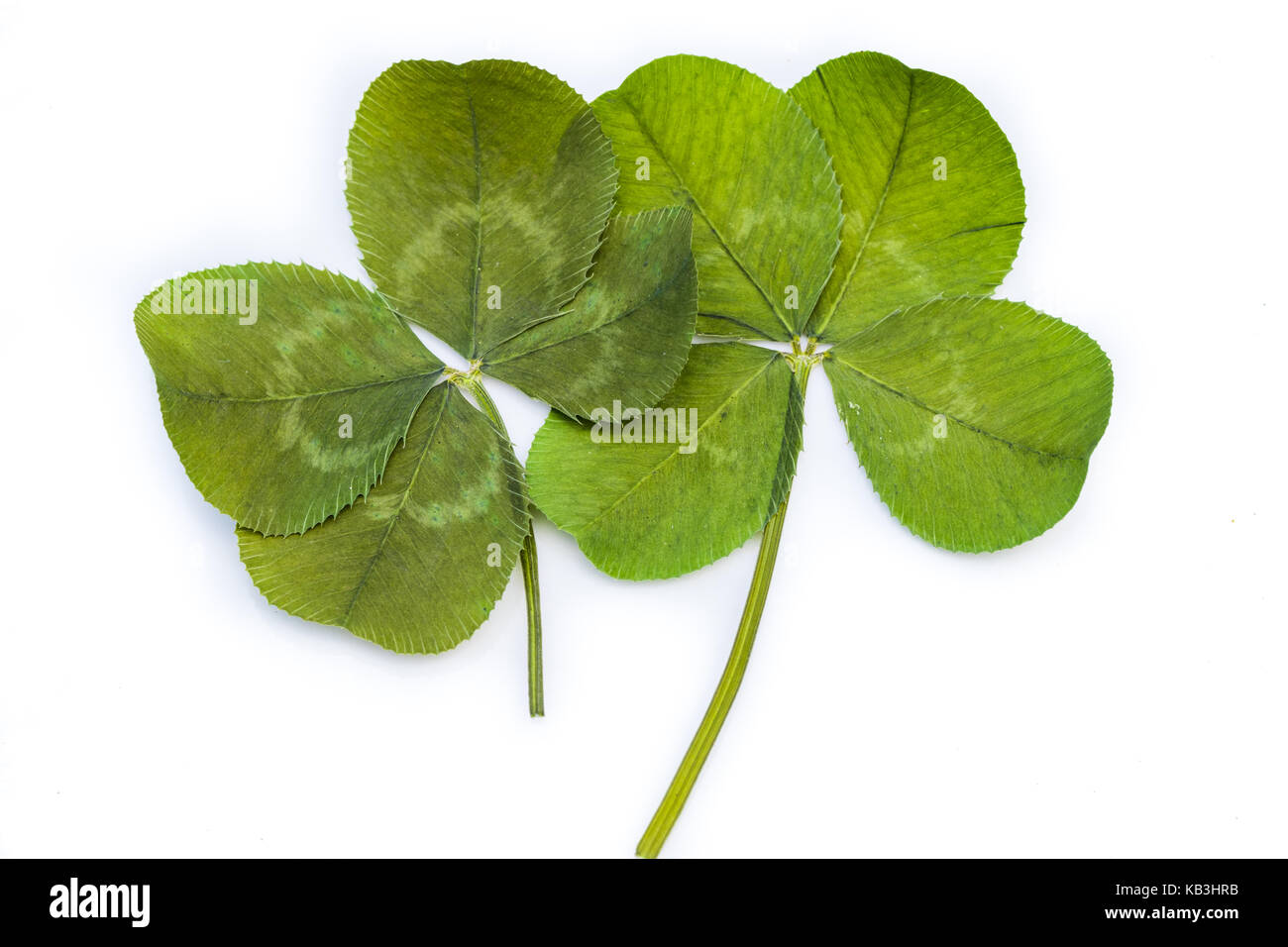 Horizontal closeup photo of two green 4-leaf clovers touching each ...