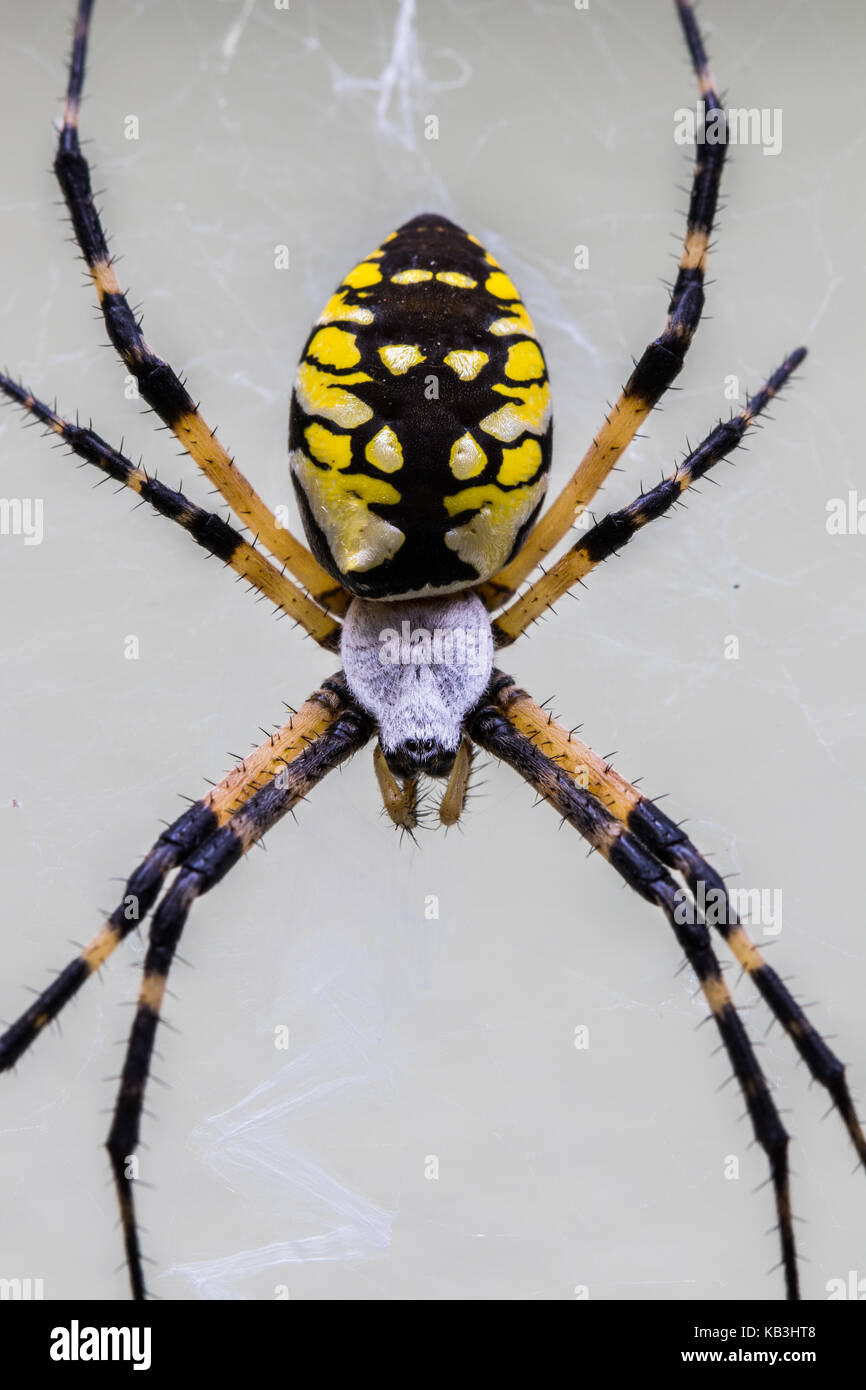Vertical macro photo directly over the top of a yellow and black garden ...