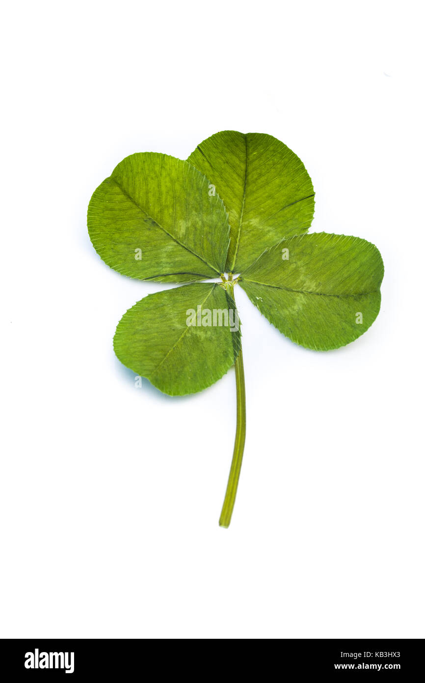 Real Four Leaf Clover Background