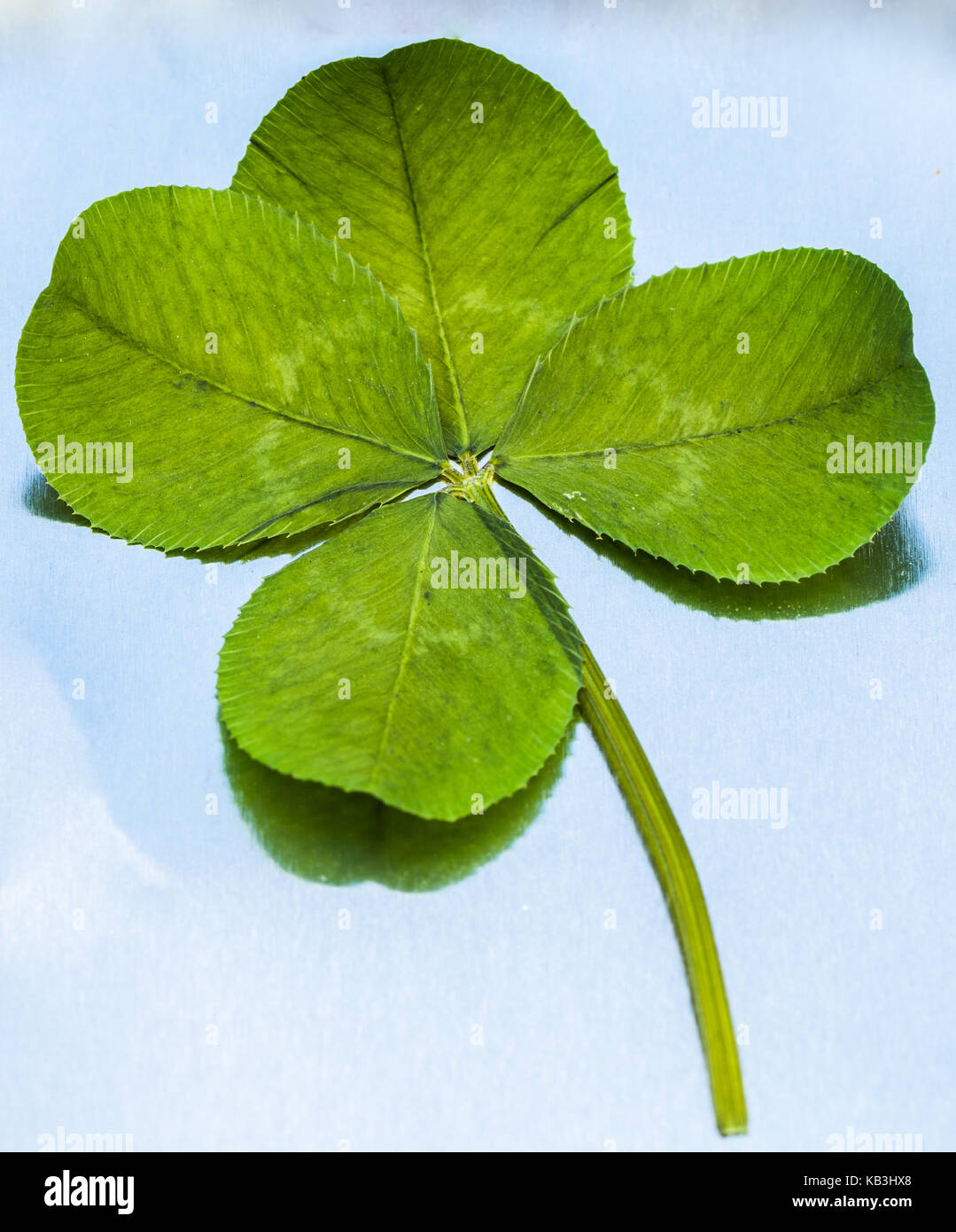 Vertical closeup photo of a single green four leaf clover against a ...