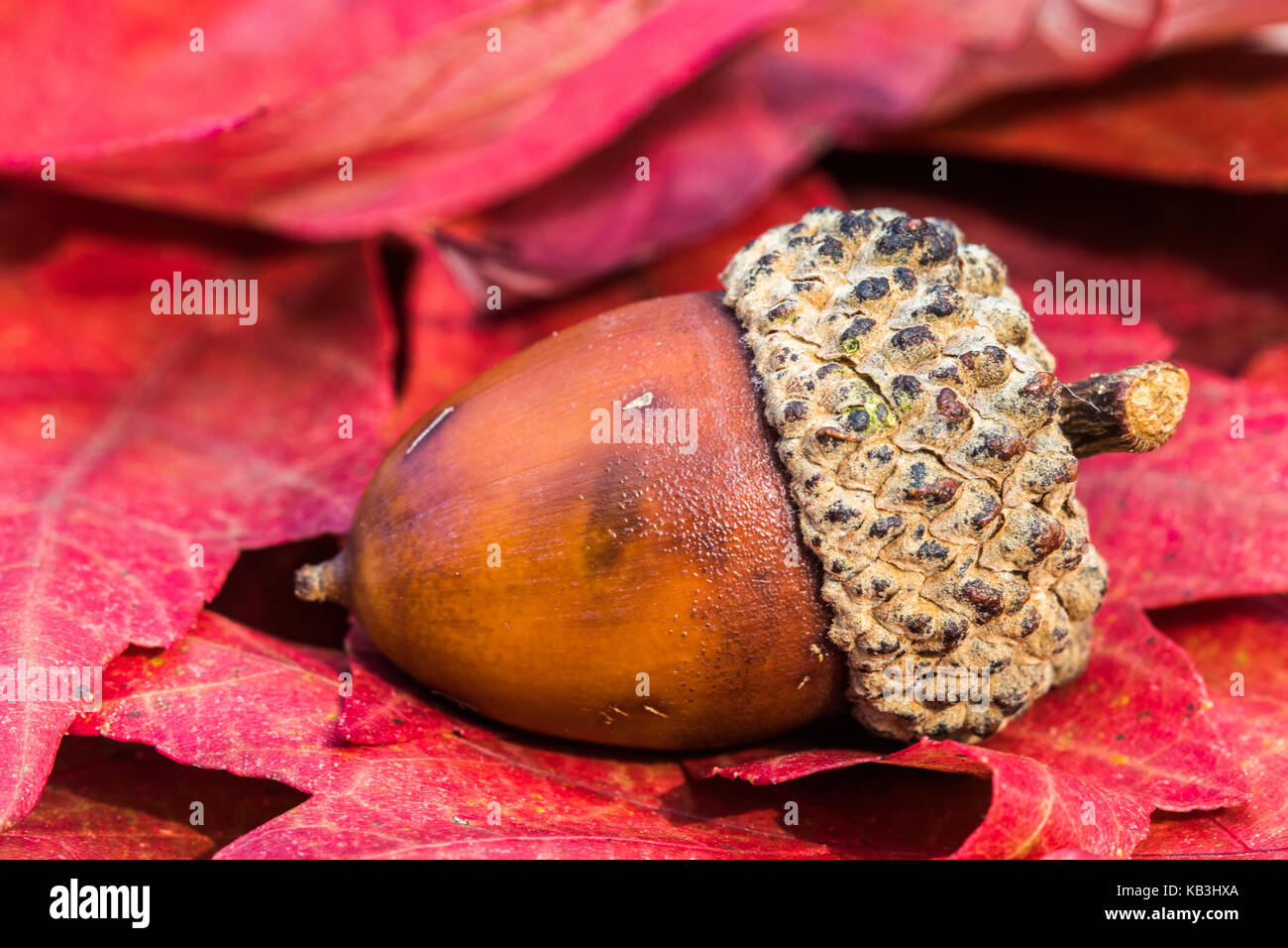 Horizontal photo of a single brown acorn on a bed of red fall leaves ...