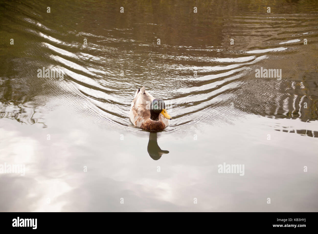 Funnyanimals High Resolution Stock Photography and Images - Alamy