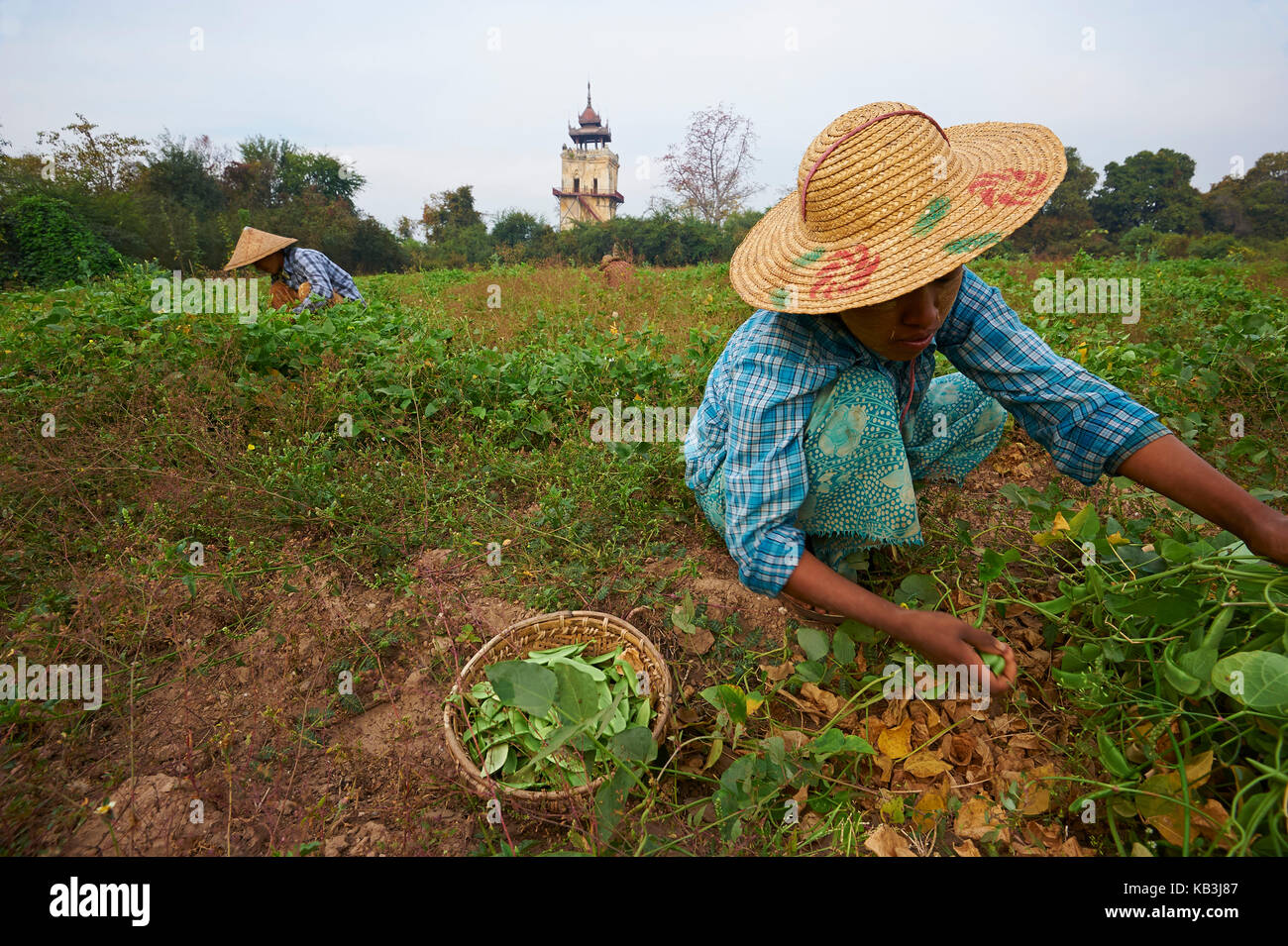 Worker on the field Myanmar, Asia Stock Photo - Alamy