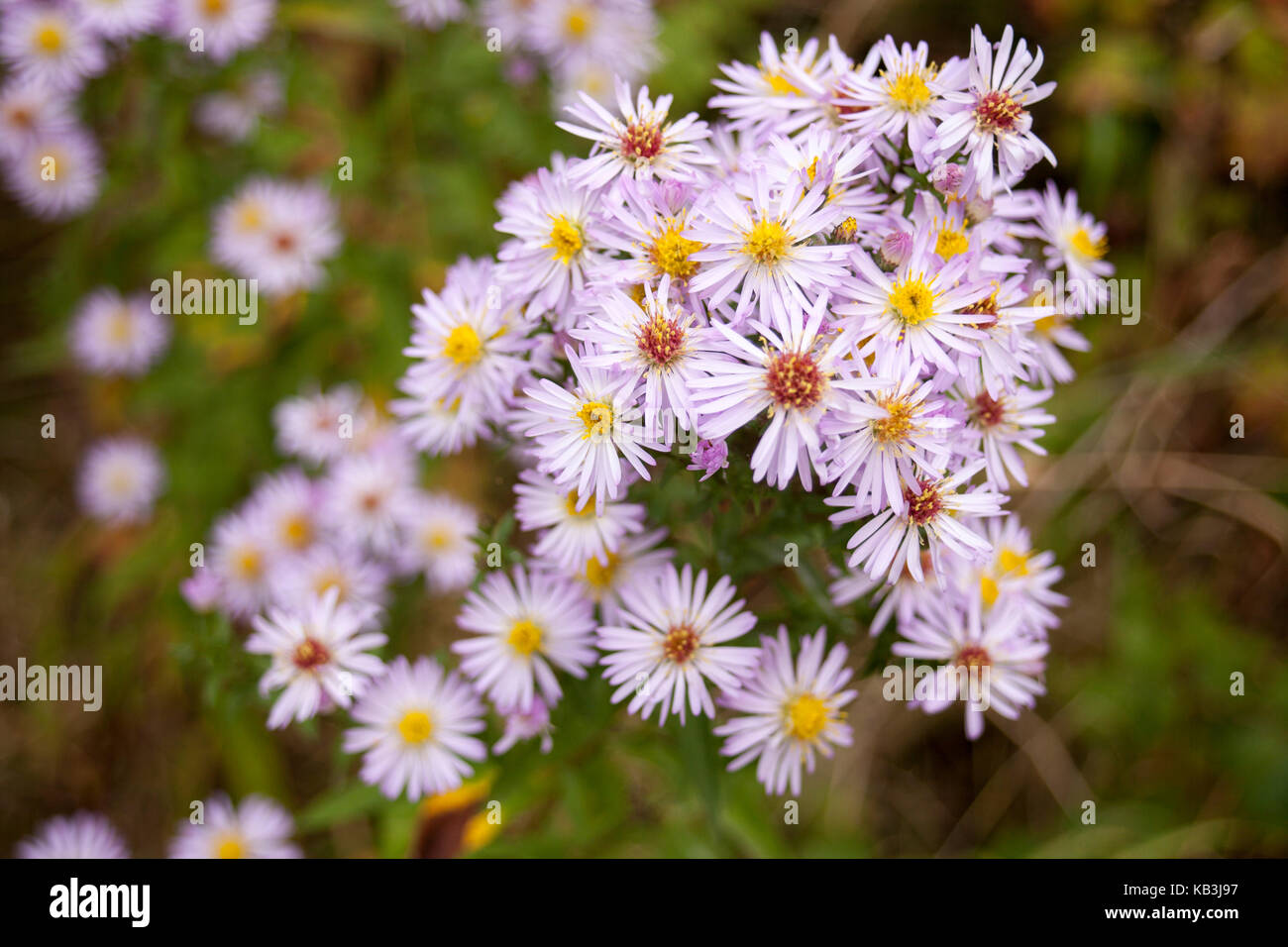 Bunch of flowers Stock Photo - Alamy
