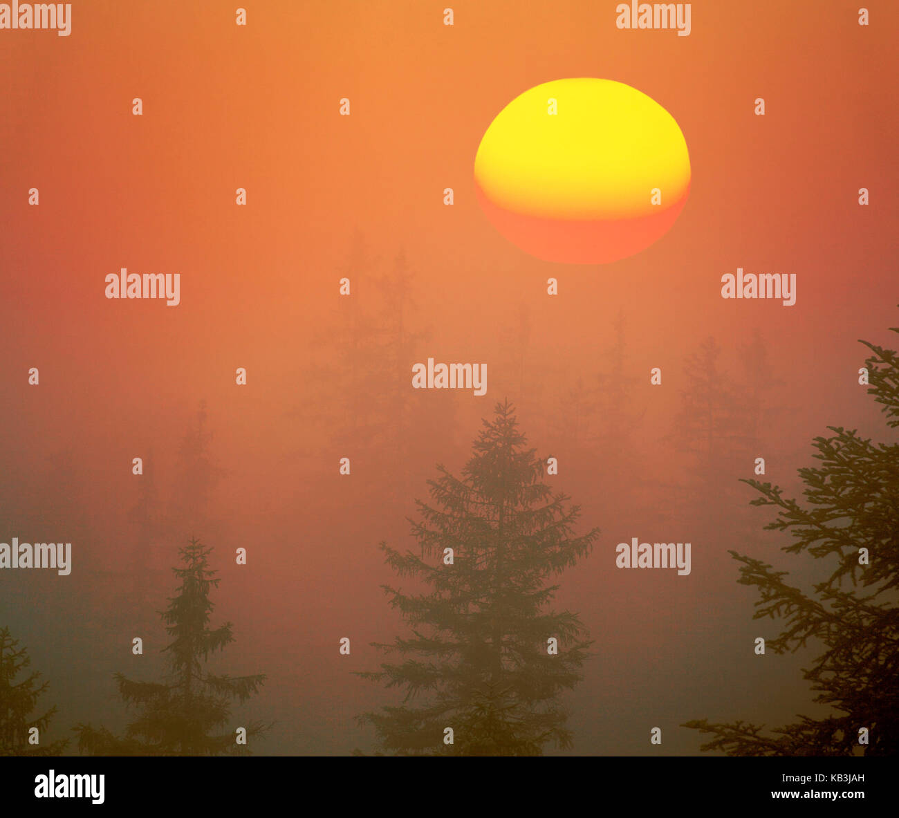 Forest mood with fog and sun, (M Stock Photo - Alamy