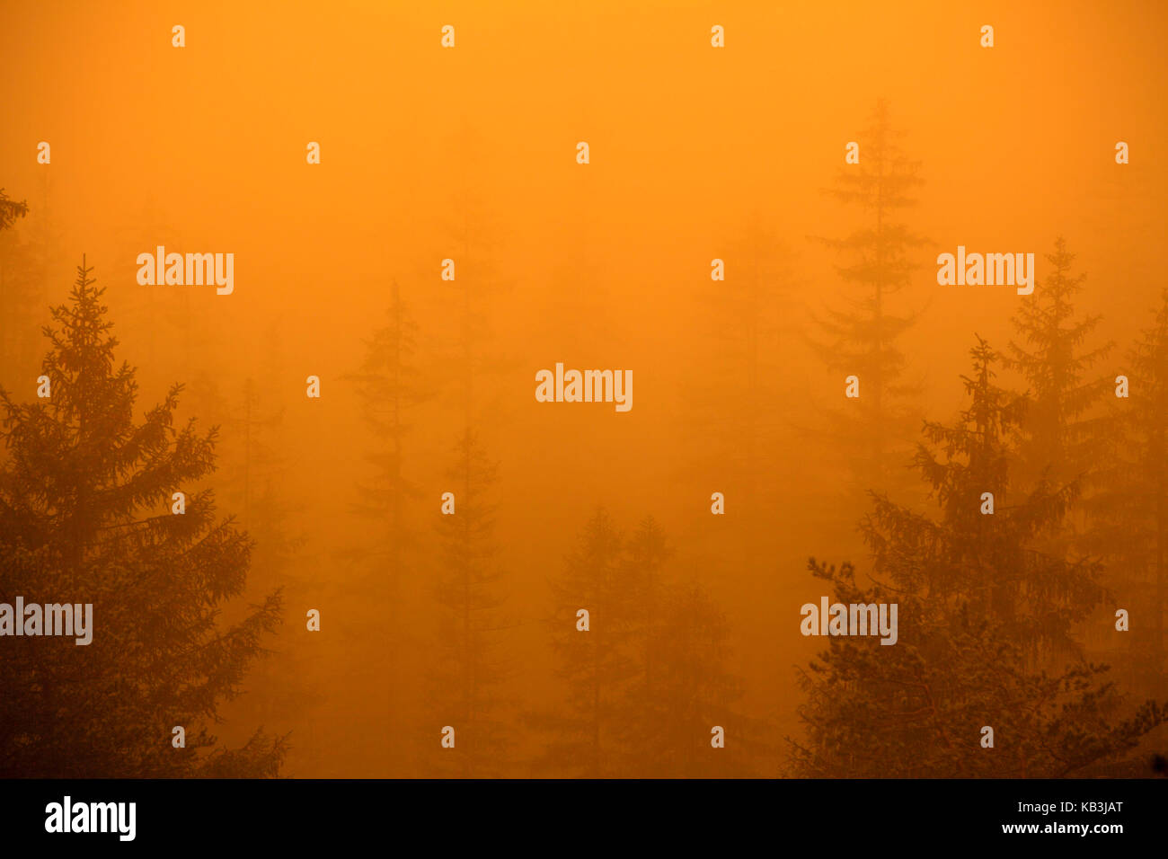Forest mood with fog, yellow Stock Photo - Alamy