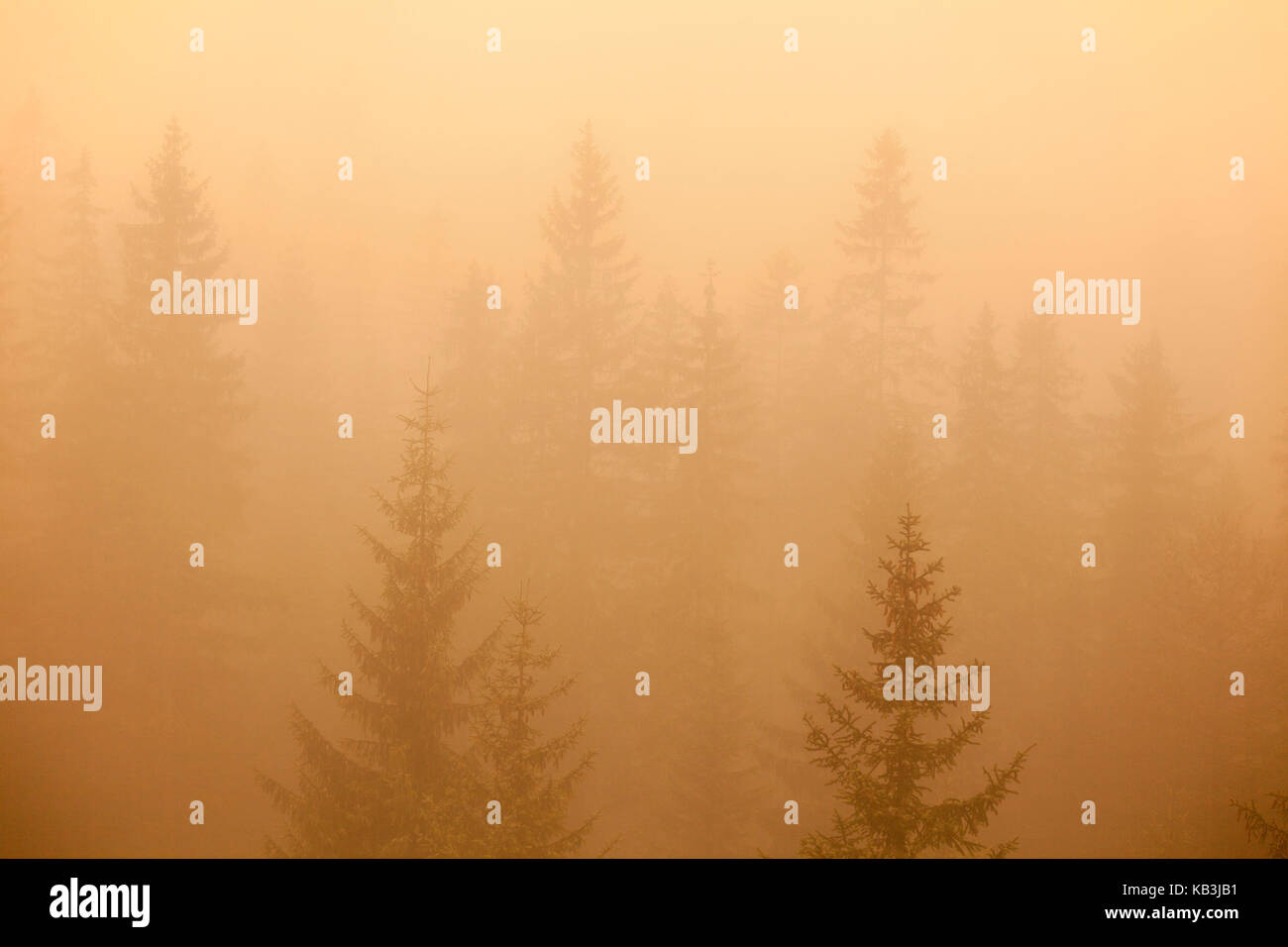 Forest mood with fog Stock Photo - Alamy