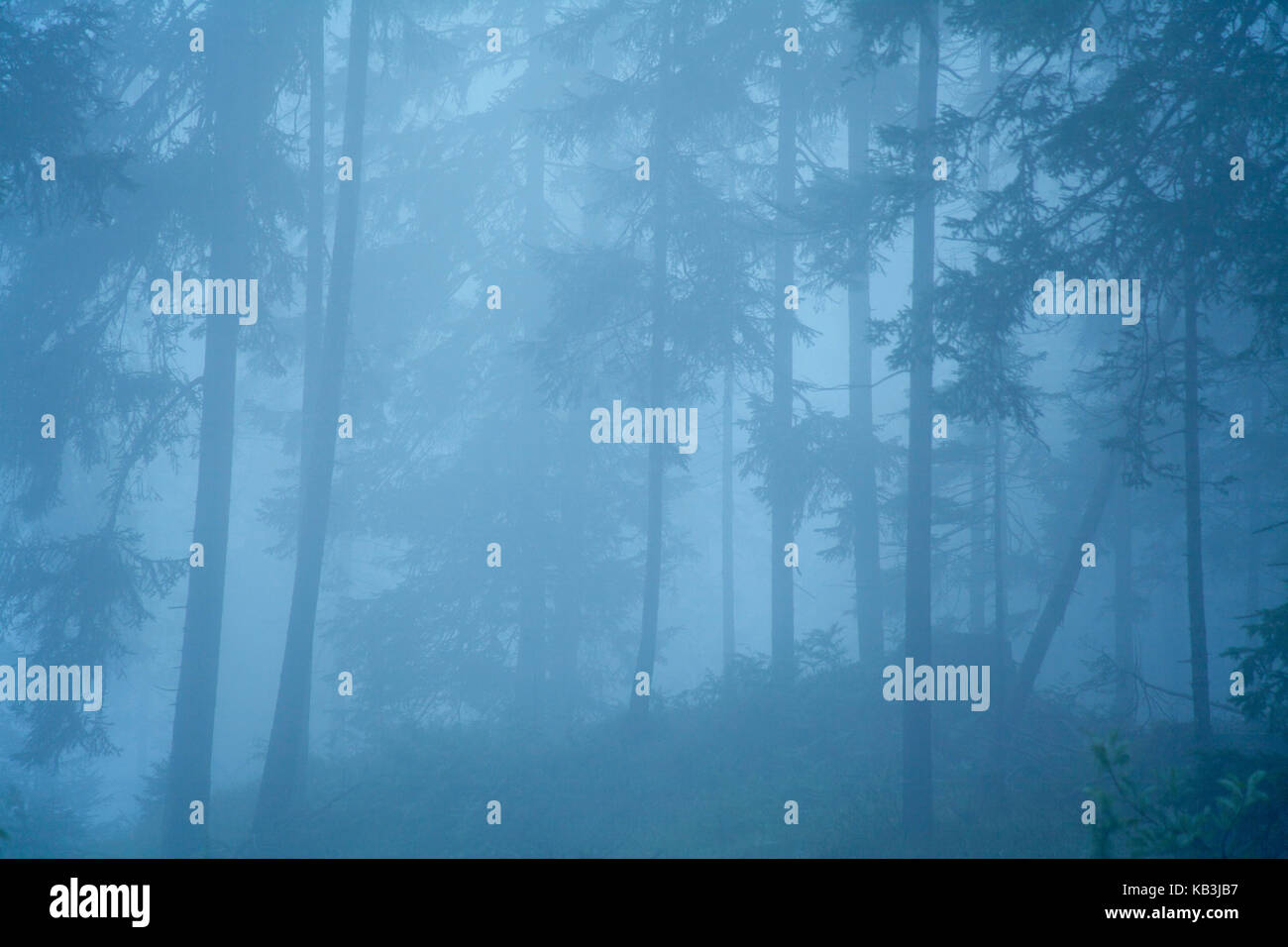 Forest mood with fog Stock Photo - Alamy