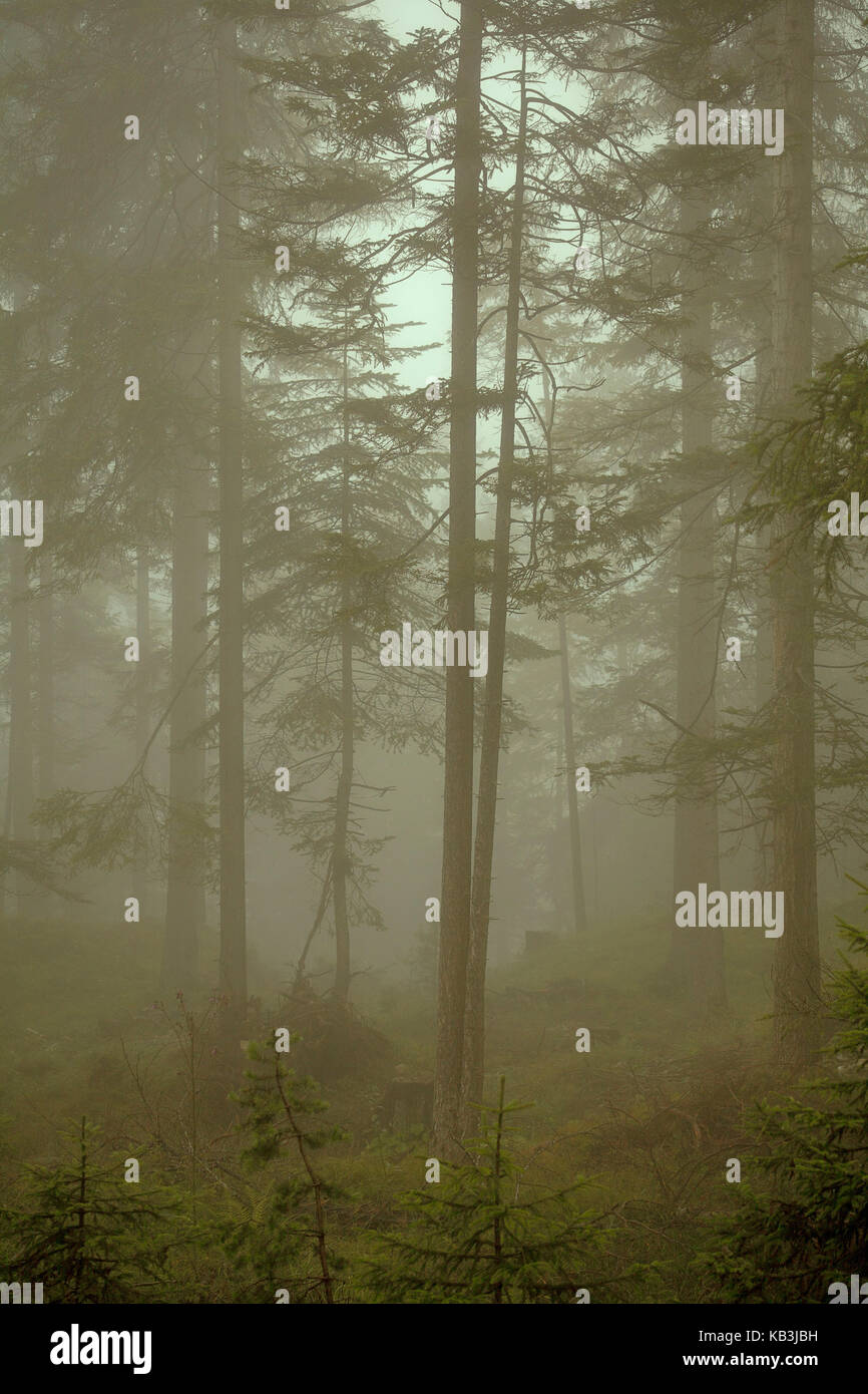 Forest mood with fog Stock Photo - Alamy