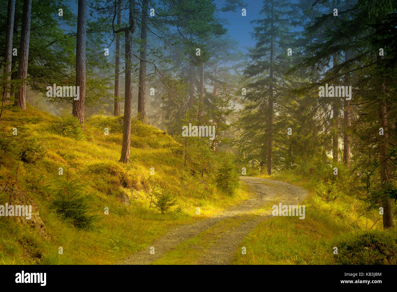Forest mood with way, (M Stock Photo - Alamy