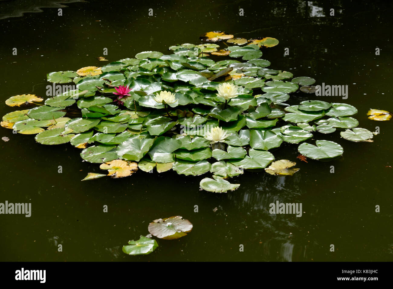 Many lilies hi-res stock photography and images - Alamy