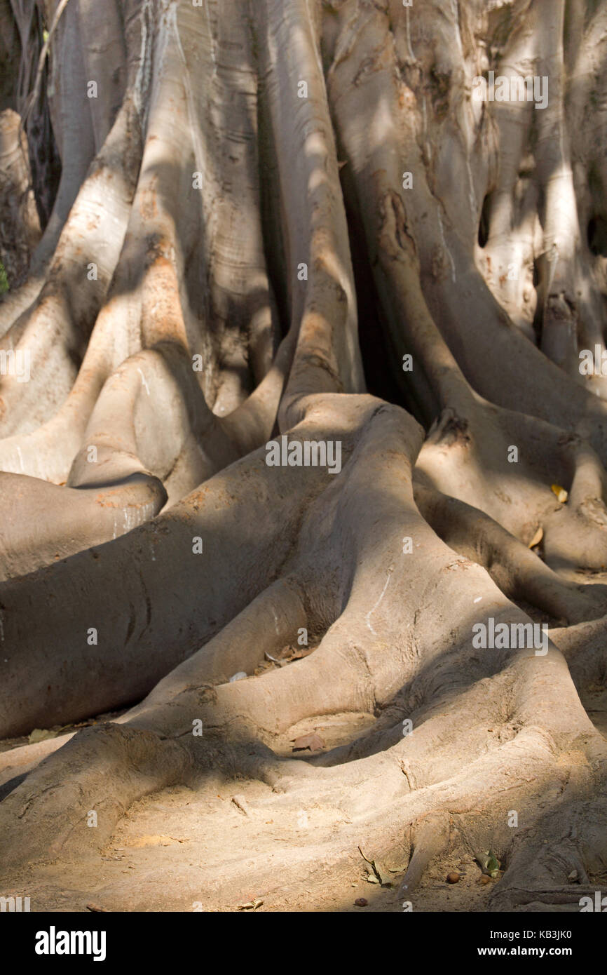 Root system of large tree hi-res stock photography and images - Alamy