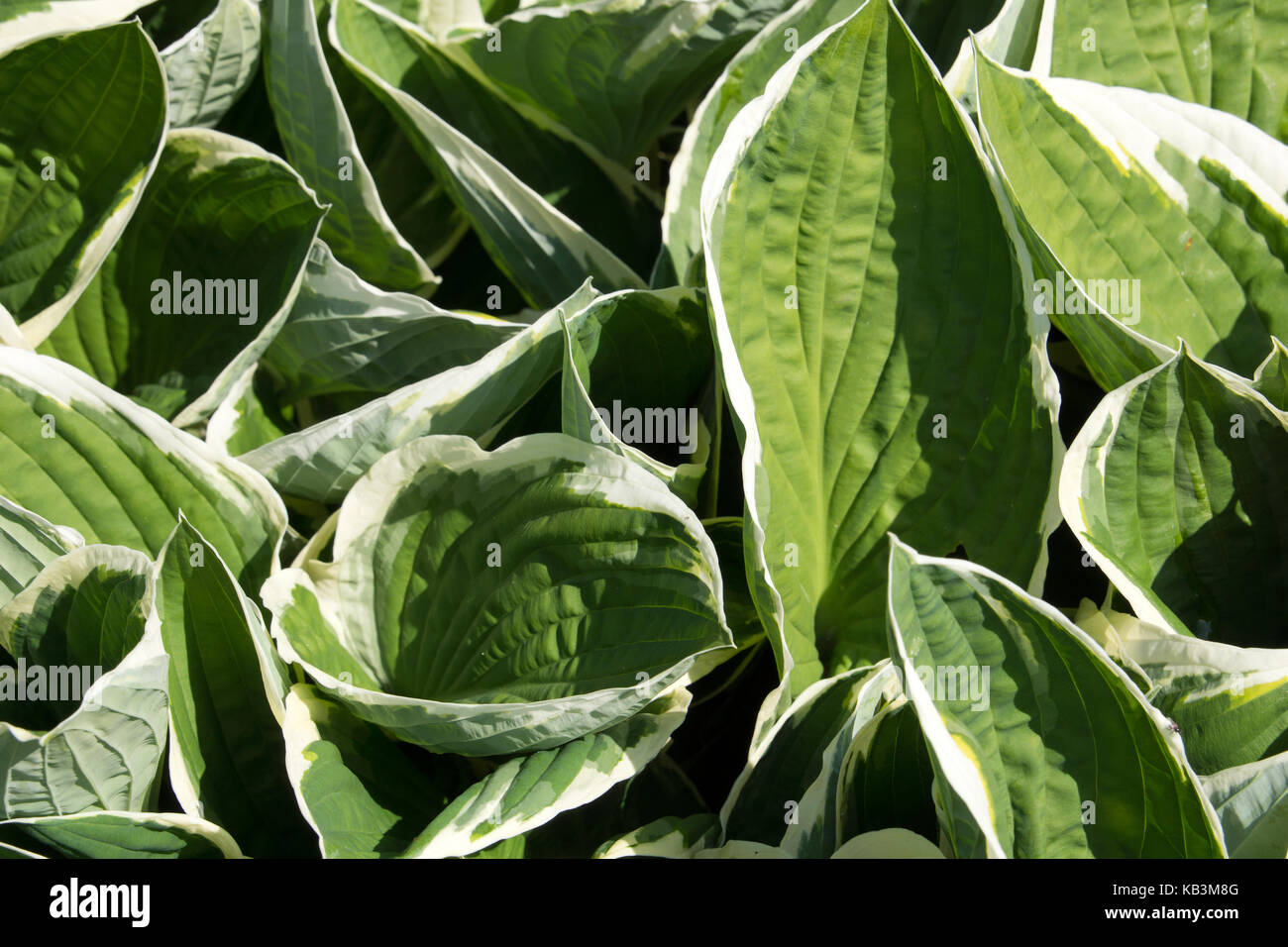 Close-up of the leaves of a hosta Stock Photo - Alamy