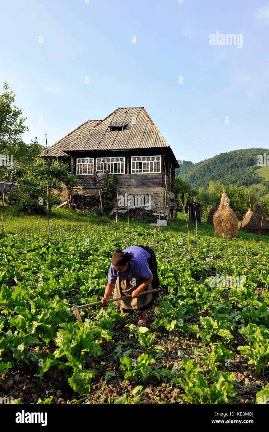 Romania, Maramures region, Carpathians mountains, Iza valley, village ...