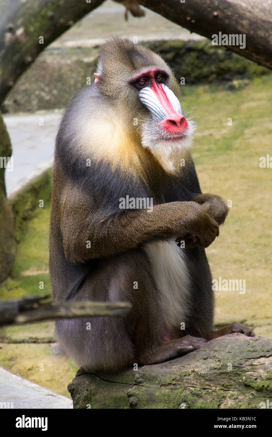 Colorful mandrill sitting on a rock((Mandrillus sphinx Stock Photo - Alamy
