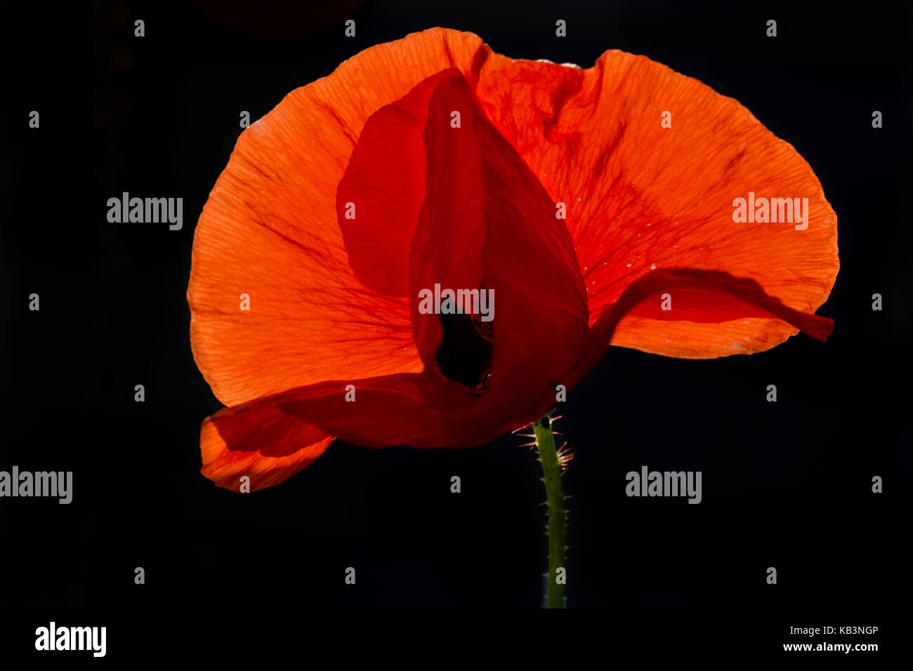Single poppy with a black background Stock Photo - Alamy
