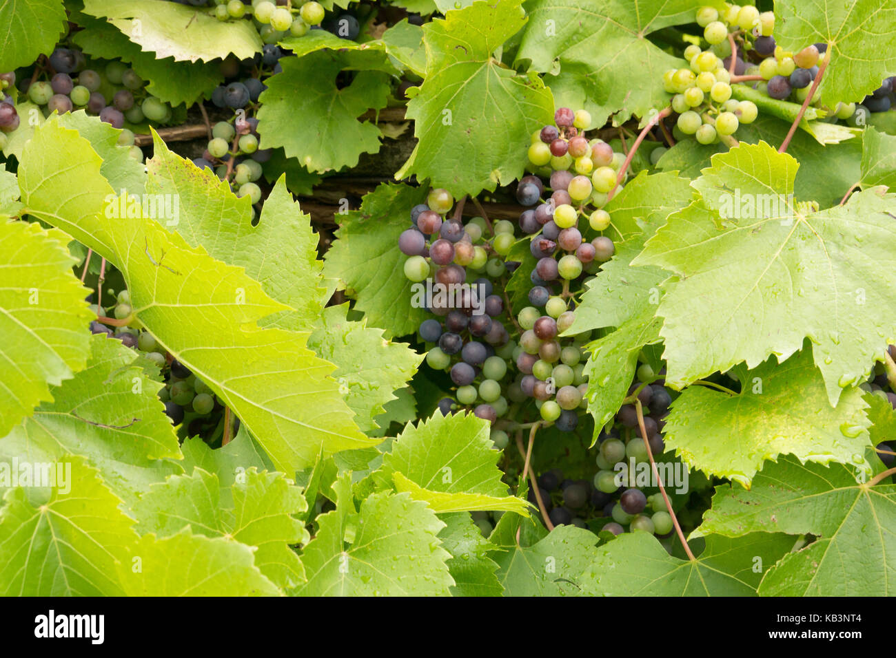 Close-up of a bunch of grapes on a grapevine in vineyard Stock Photo ...