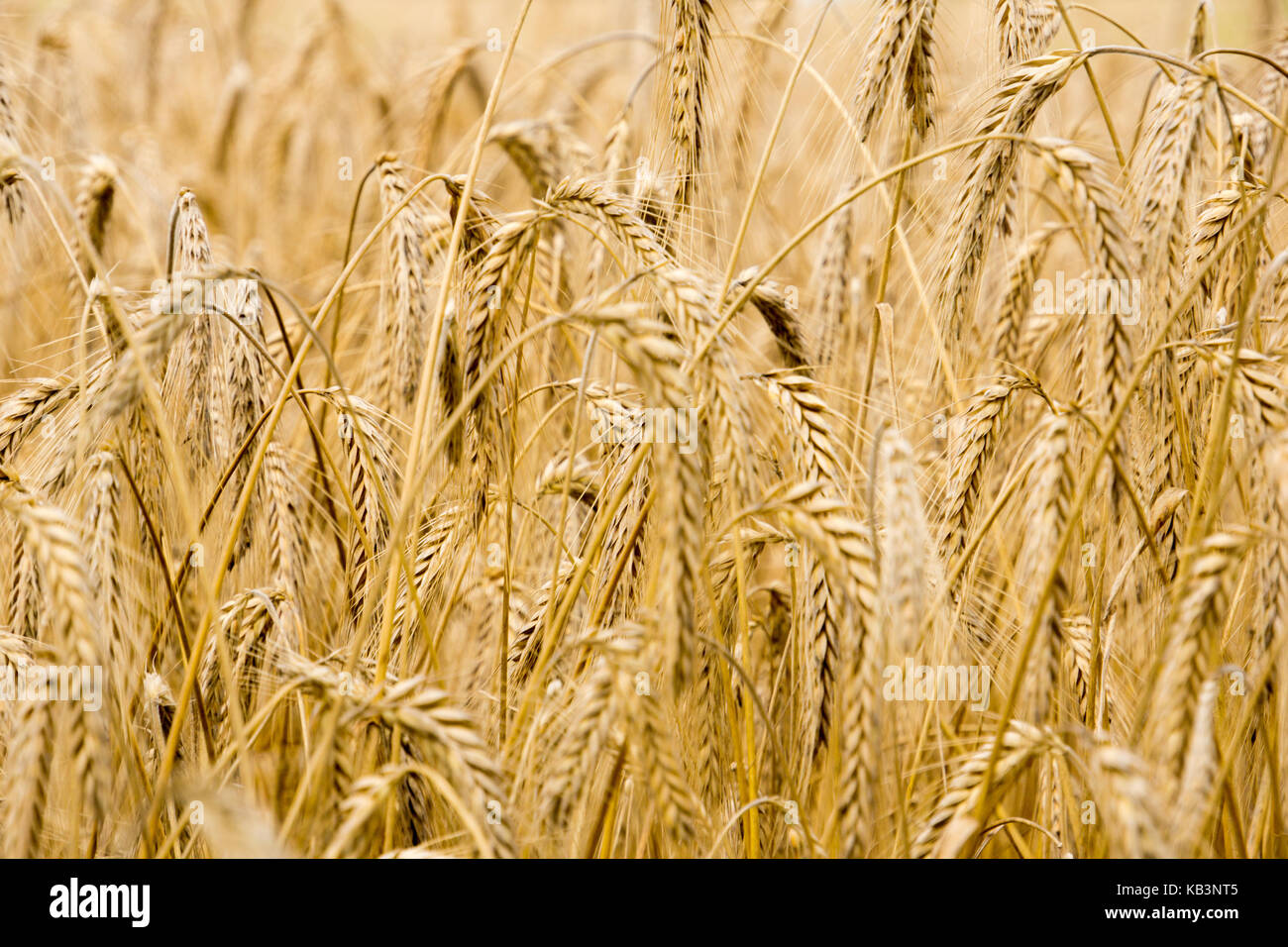 Golden grain field Stock Photo - Alamy