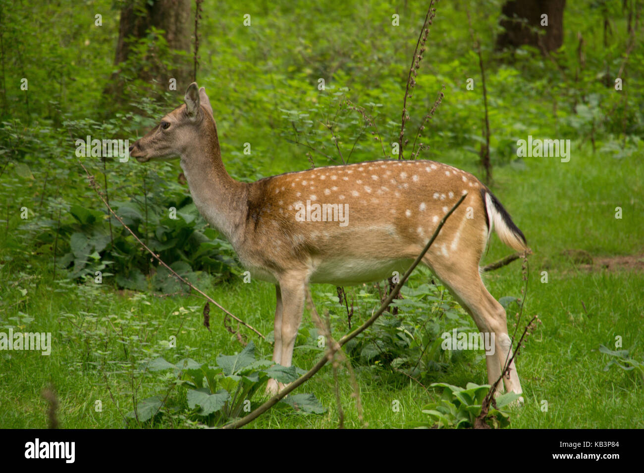 Fallow deer in the forest Stock Photo - Alamy