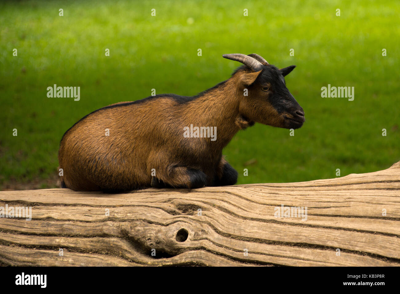 Goat log hi-res stock photography and images - Alamy