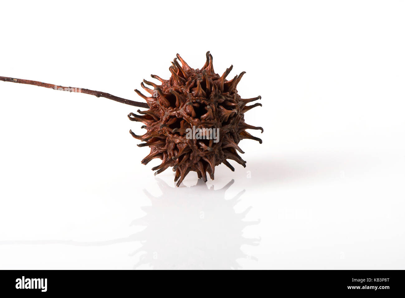 A Sweet Gum Tree Seed Pod on white with reflection Stock Photo - Alamy