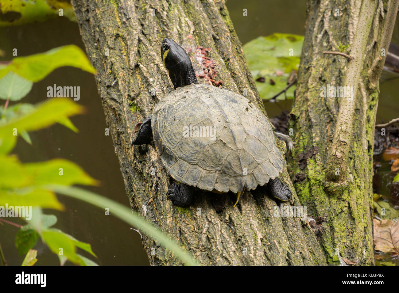 Turtle climbing tree hi-res stock photography and images - Alamy