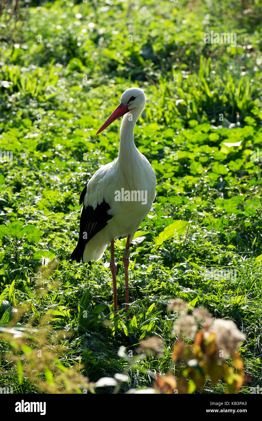 France, Haut Rhin, Hunawihr, centre for reintroduction of storks in ...