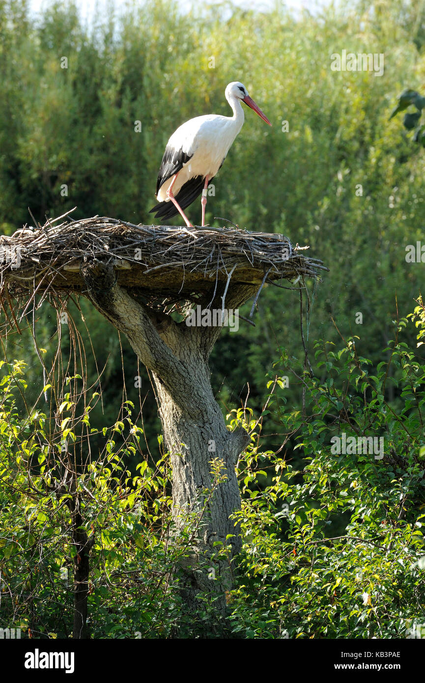 France, Haut Rhin, Hunawihr, centre for reintroduction of storks in ...