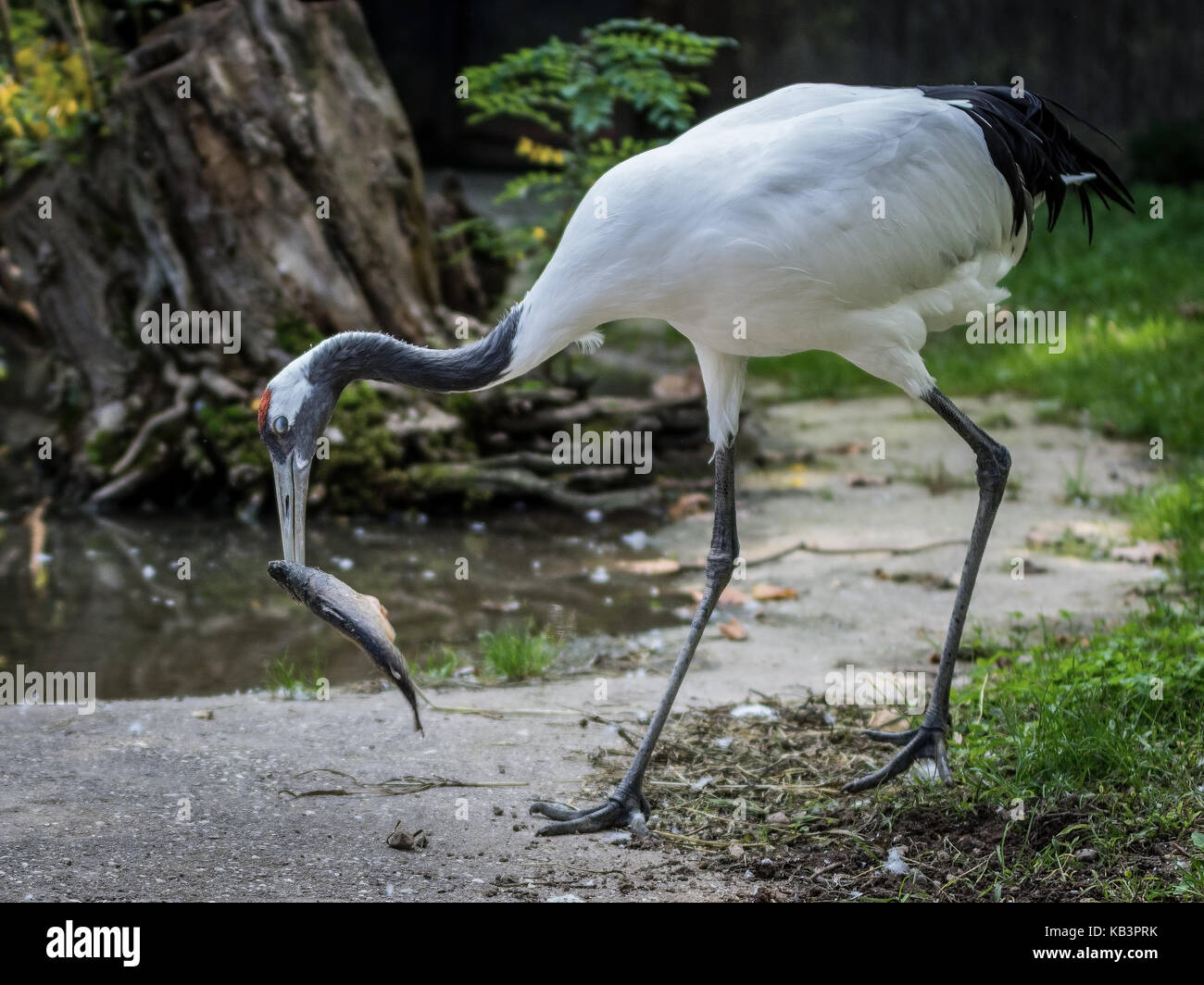 The red-crowned crane eating a fish. The red-crowned crane or ...