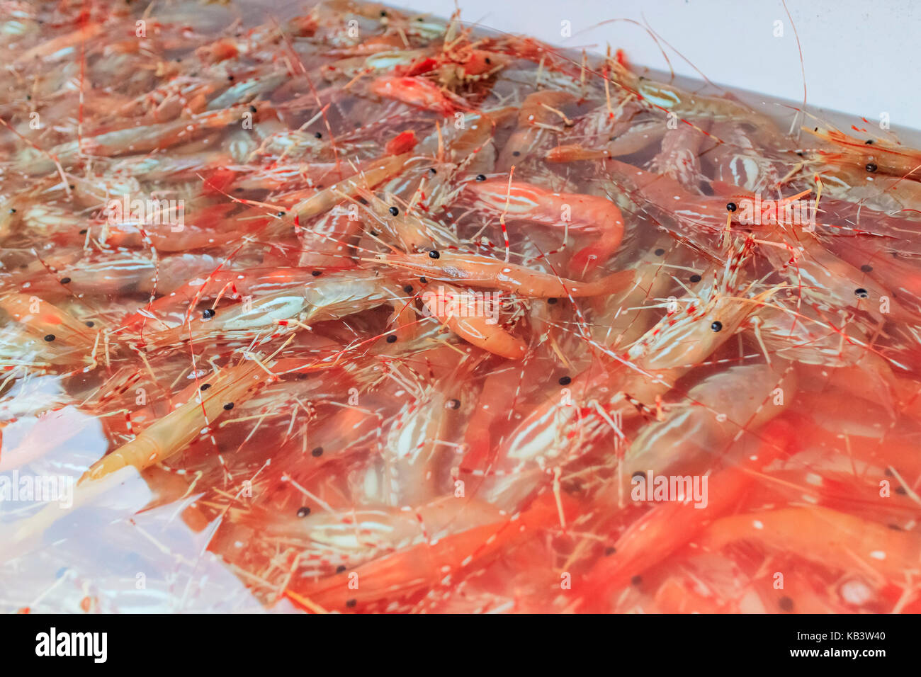 Spot prawn hi-res stock photography and images - Alamy