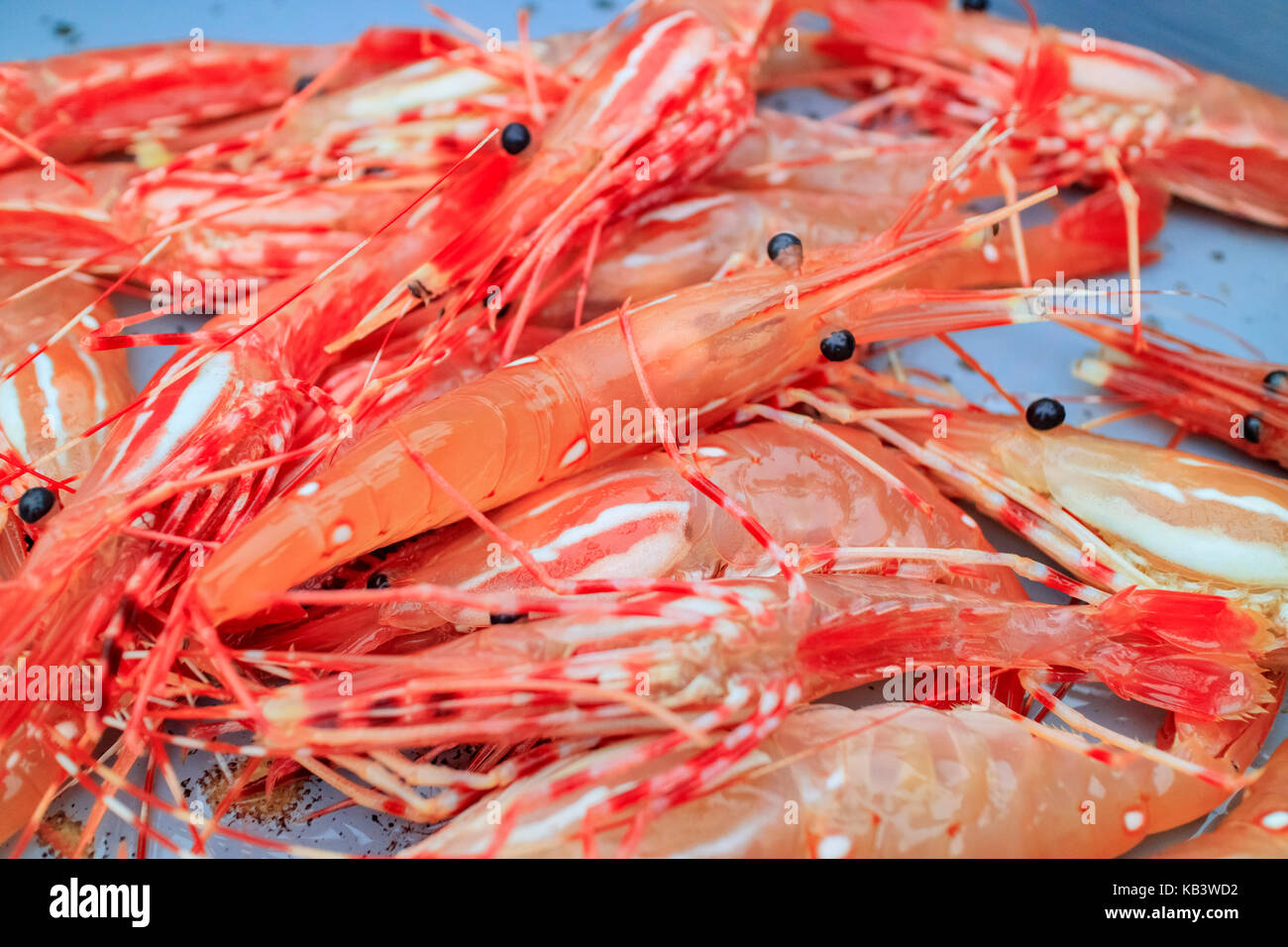 Fresh raw spot prawn selling at fish market at Newport Beach Stock ...
