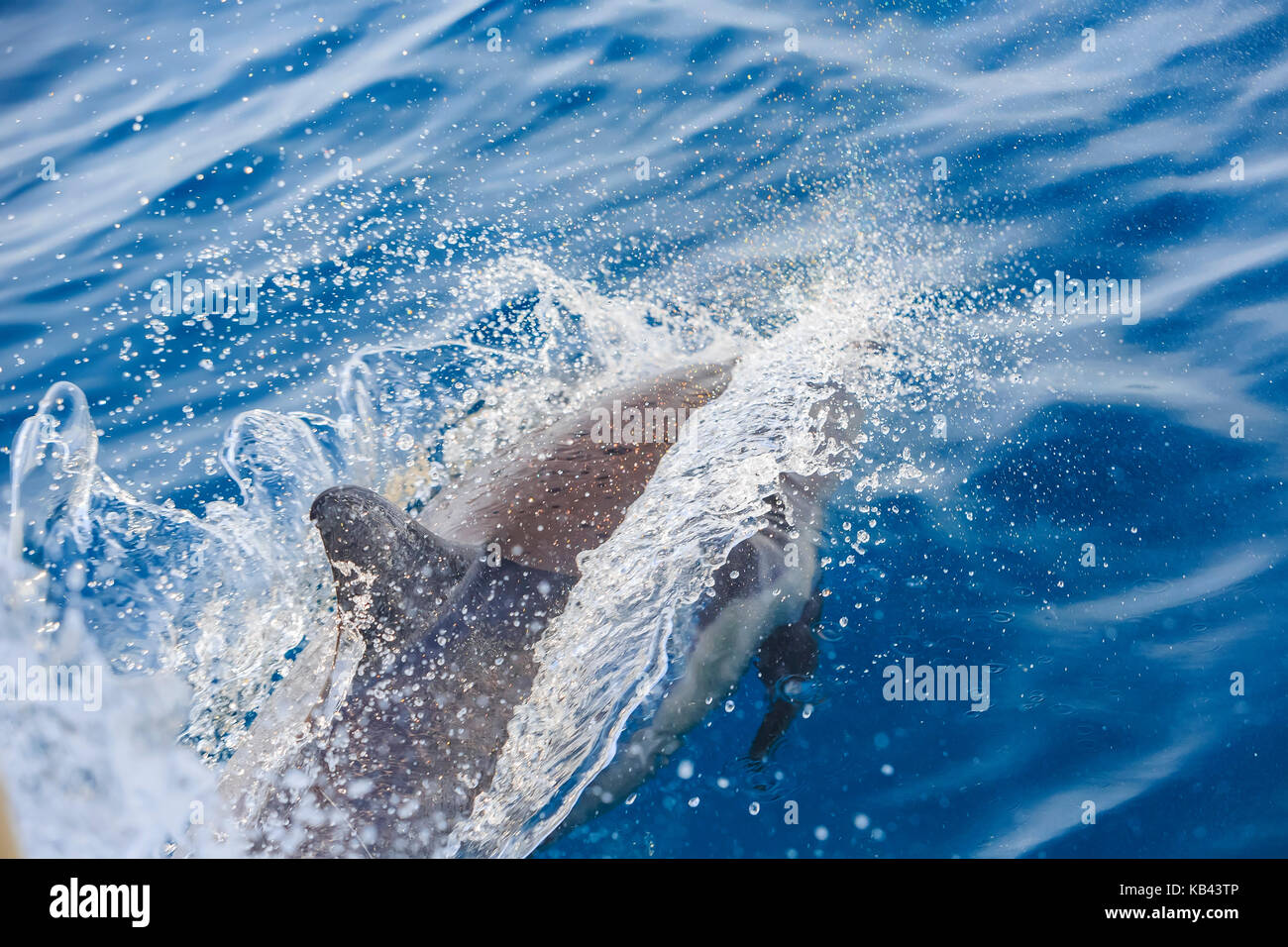 Dolphin swimming in beautiful hi-res stock photography and images - Alamy