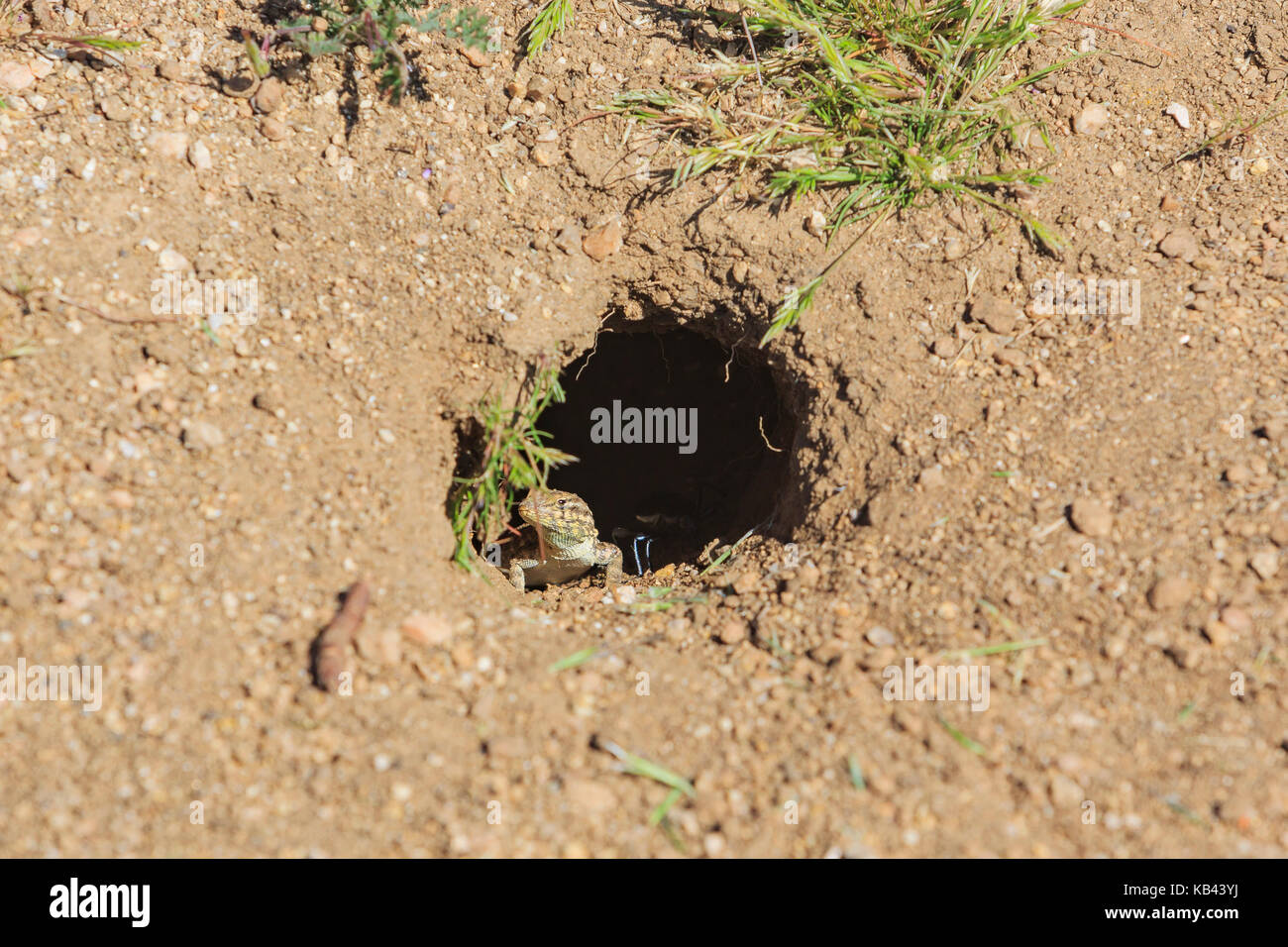 Small lizard desert hi-res stock photography and images - Alamy
