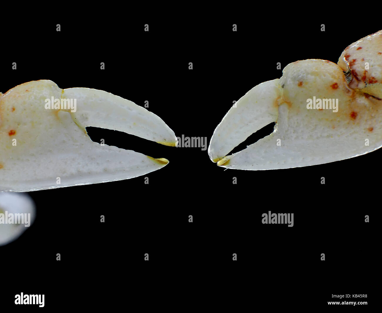 Exoskeleton crab hi-res stock photography and images - Alamy