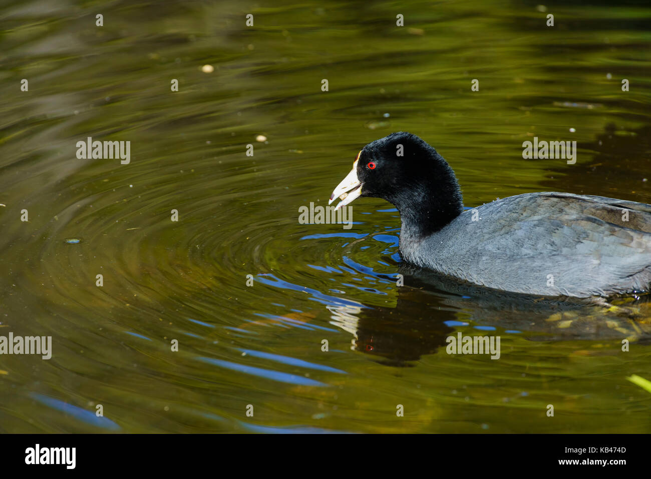 Beautiful Black coot swimming in a pool with beautiful reflection Stock ...