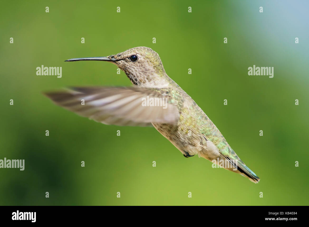 Female Anna's Hummingbird hover in air, saw at Los Angeles, California ...